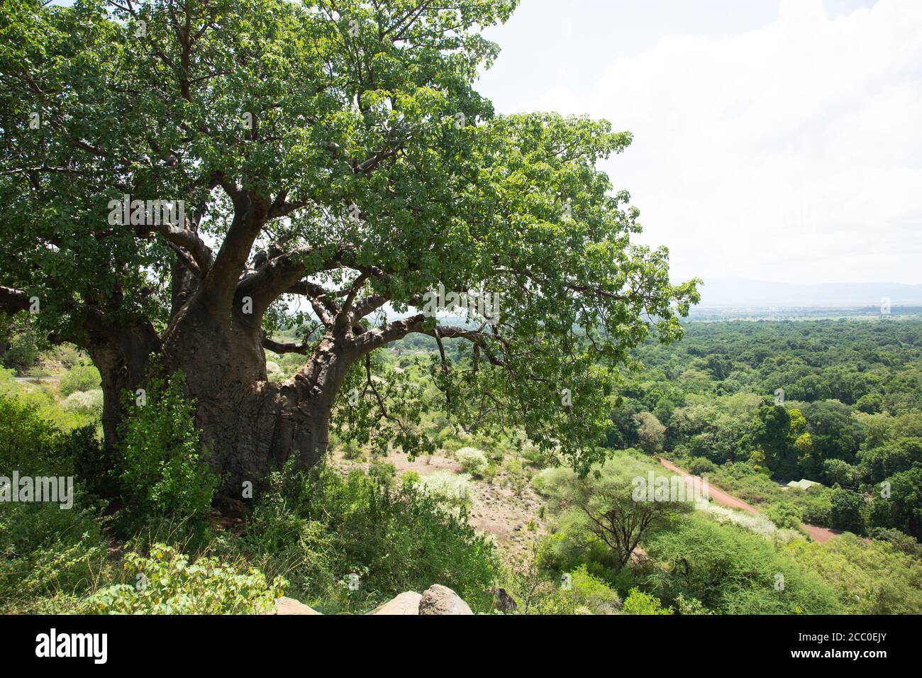 Baobab tree in Lake Manyara National Park Stock Photo - Alamy