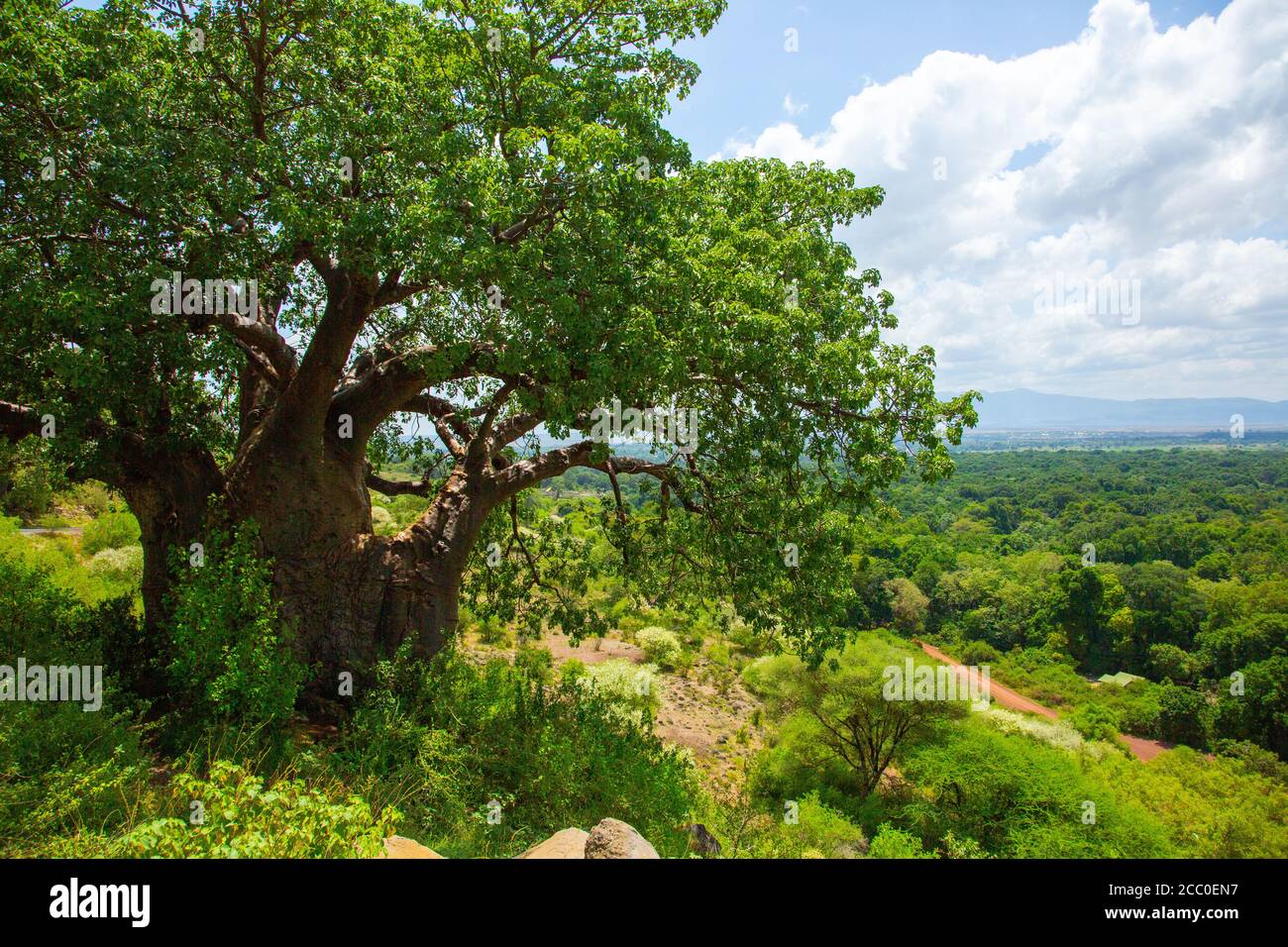 Baobab tree in Lake Manyara National Park Stock Photo - Alamy