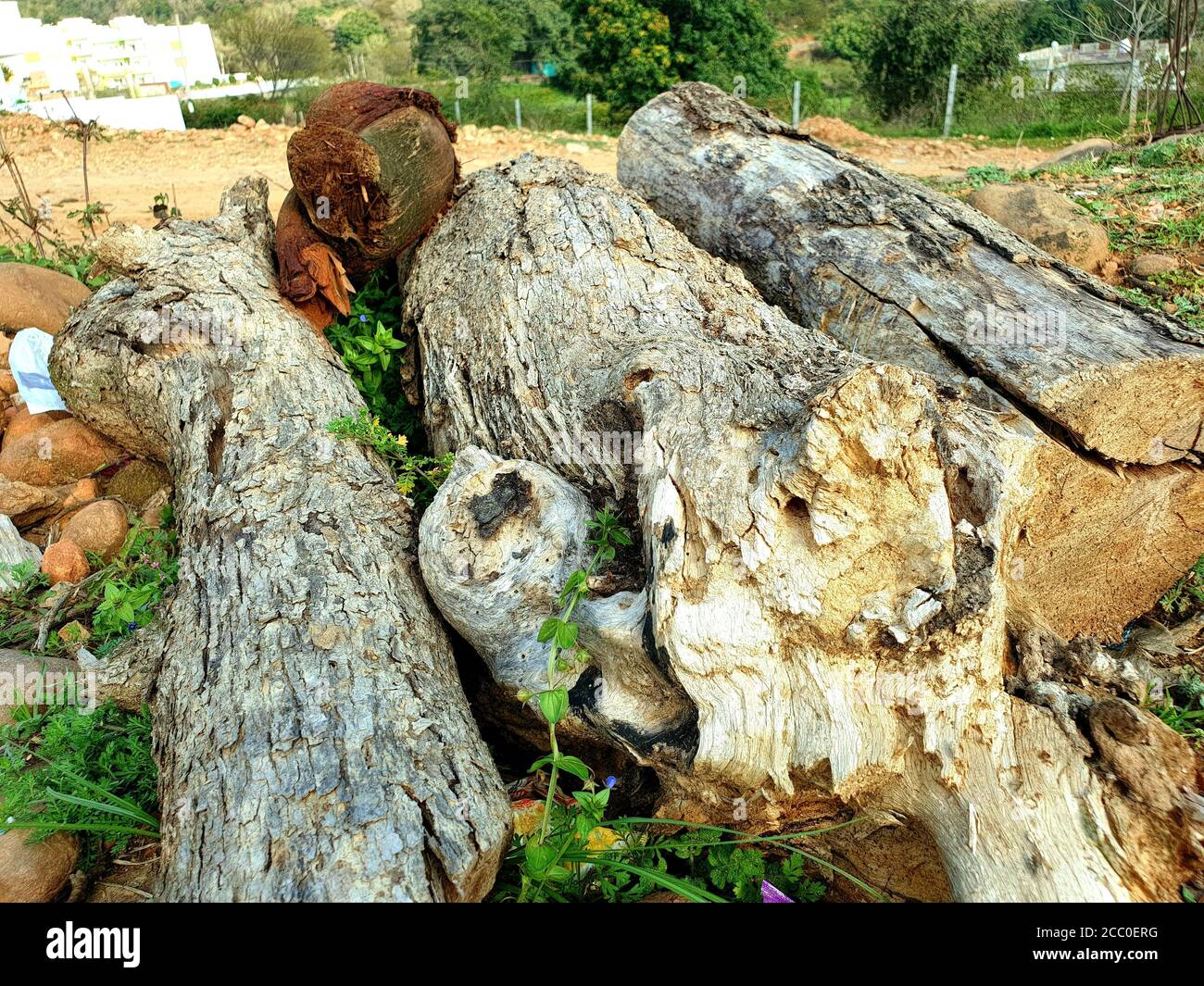 Tree root cut pieces on ground in a village where people of the the ...