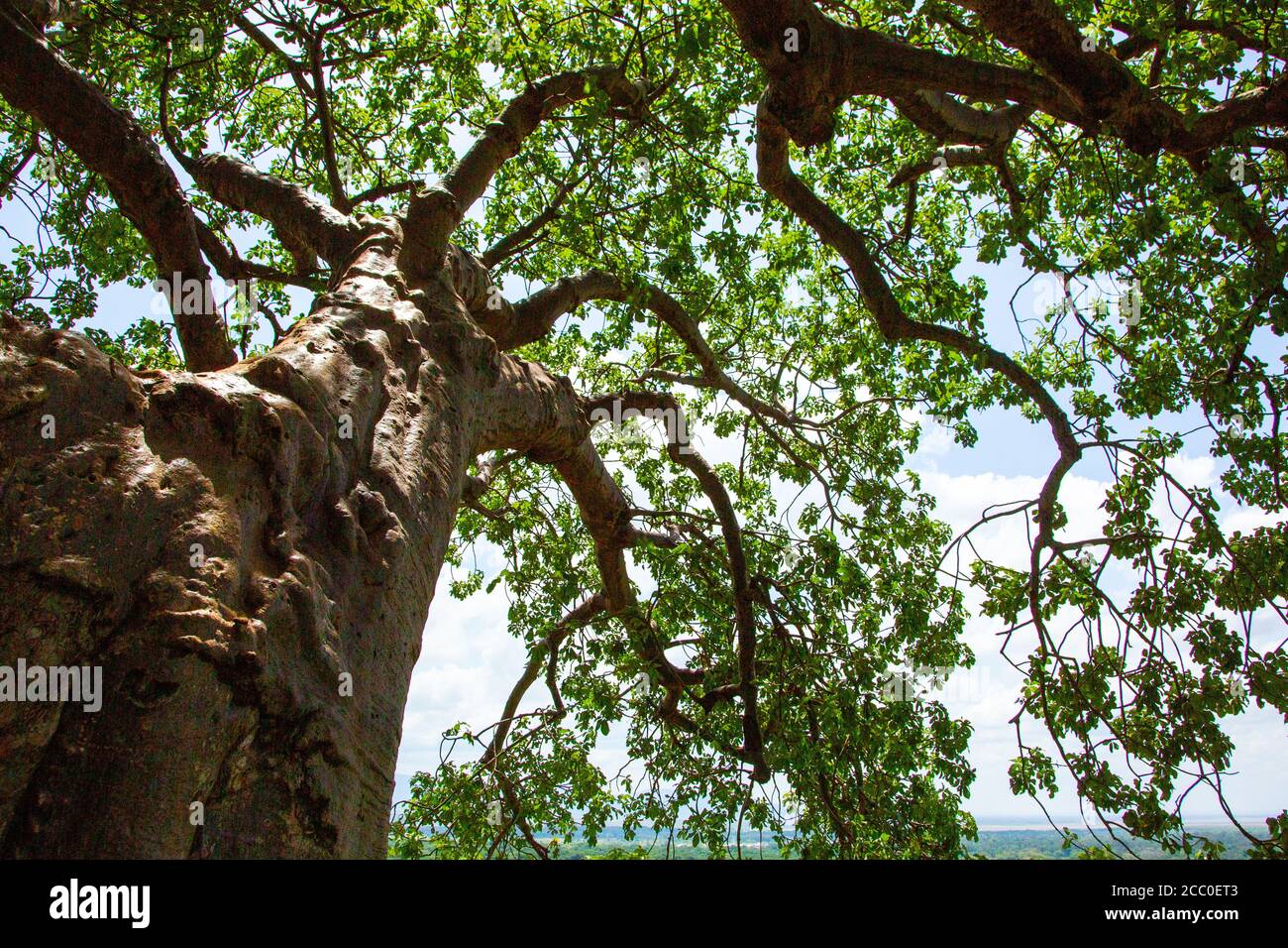 Baobab tree in Lake Manyara National Park Stock Photo - Alamy