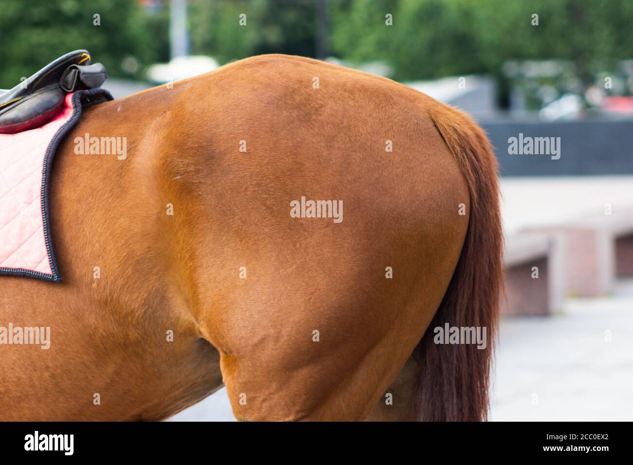 hip brown horses animal care and brushing the skin Stock Photo - Alamy