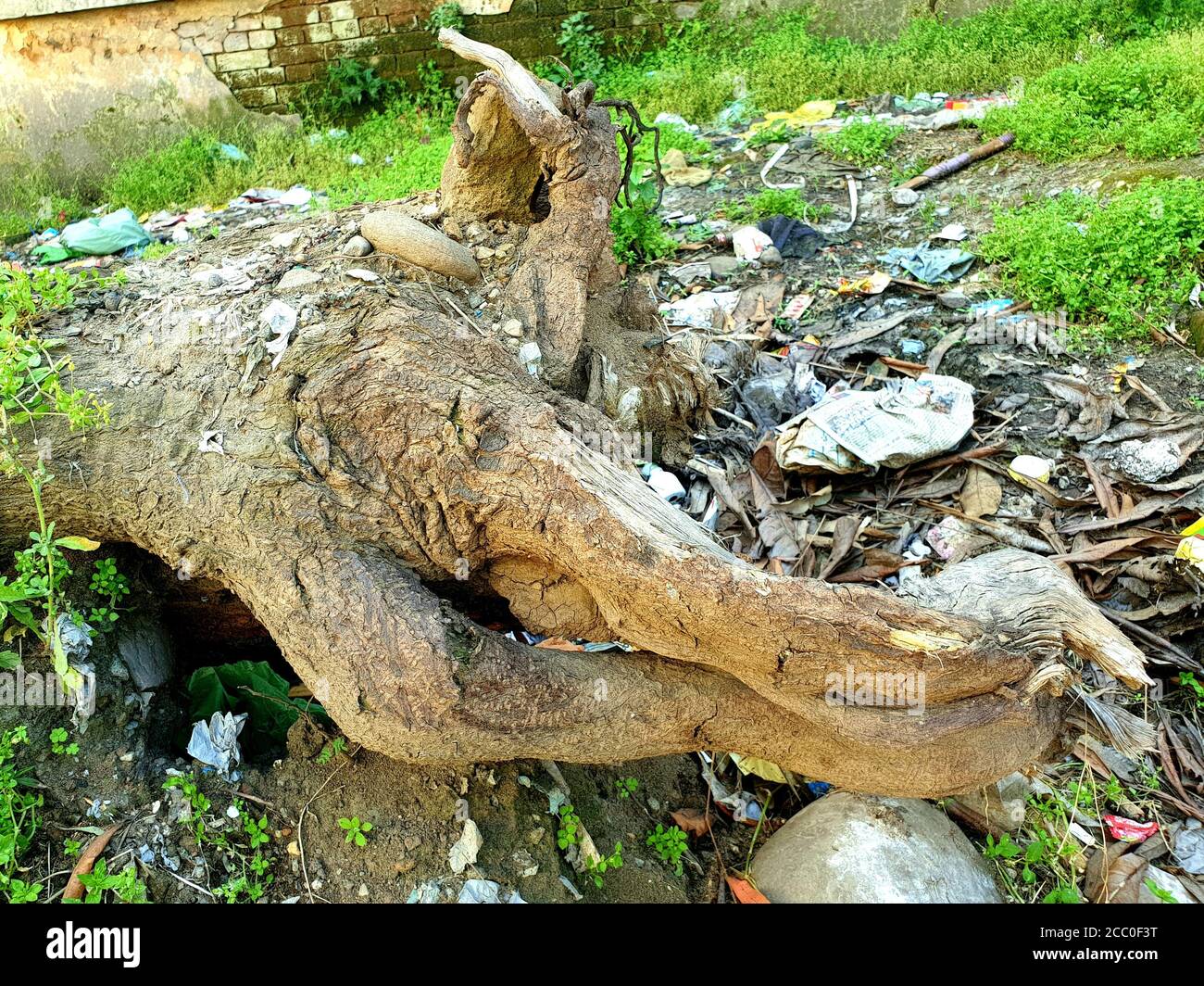 Rooting around hi-res stock photography and images - Alamy