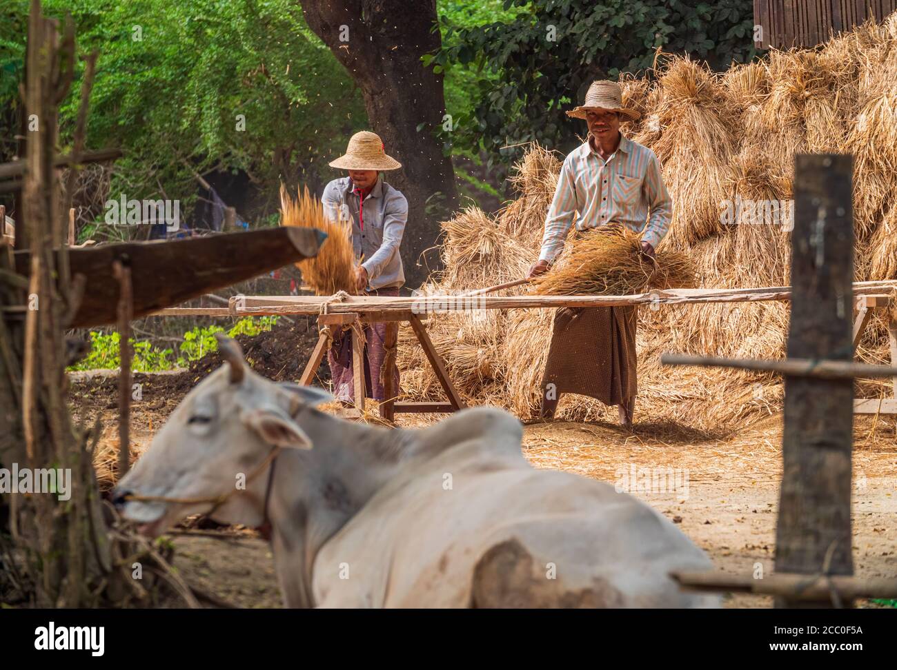 Si Mee Khon, Myanmar - December 31, 2018: Two Burmese Men Threshing Hay ...