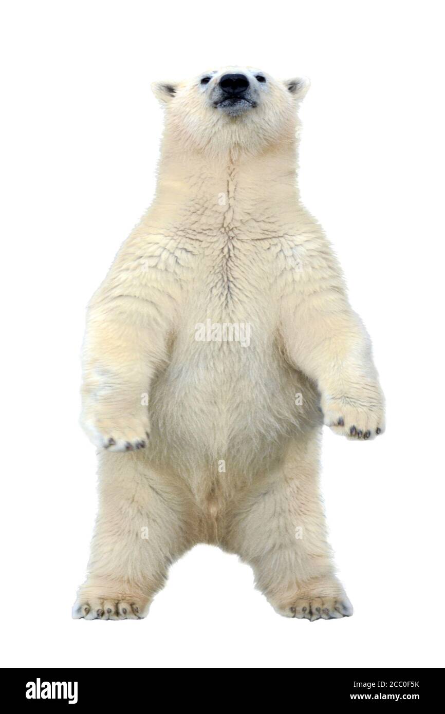 Bear Standing On Two Legs High Resolution Stock Photography and Images ...