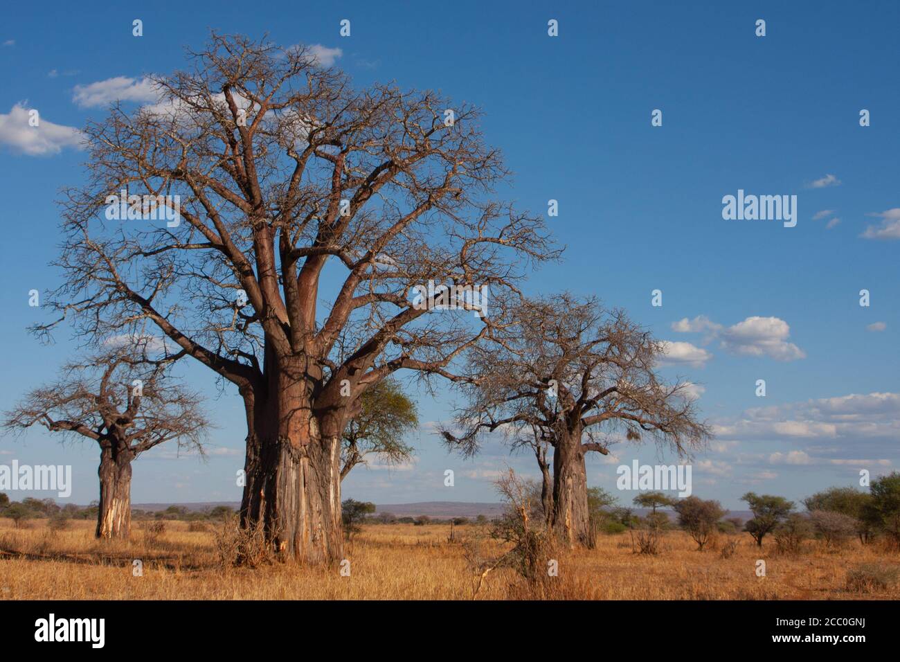 Adansonia digitata kenya africa hi-res stock photography and images - Alamy