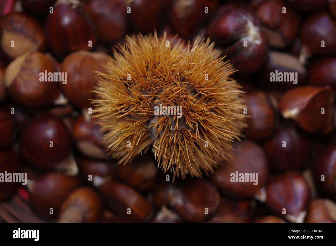 Shiny brown nut shells hi-res stock photography and images - Alamy