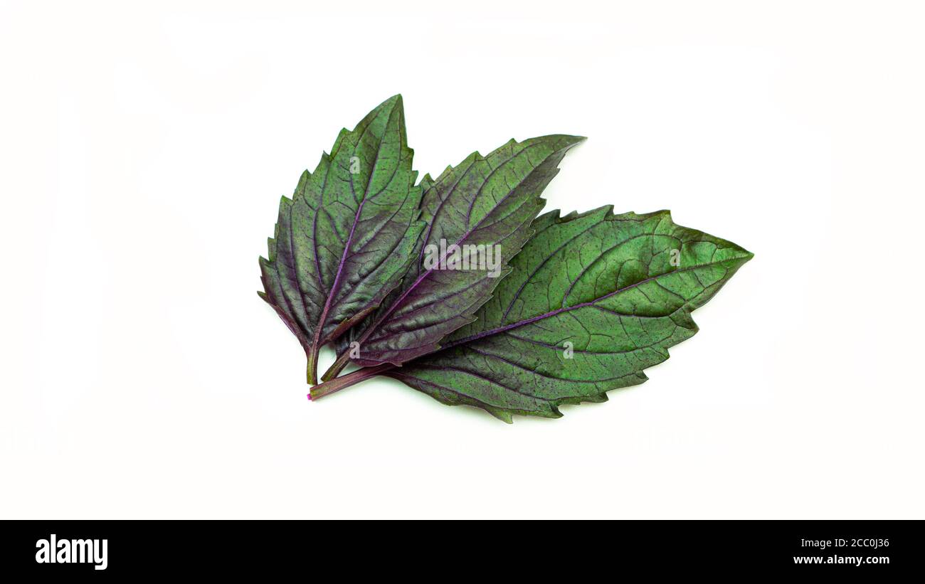 Purple Basil leaves on a white background Stock Photo - Alamy