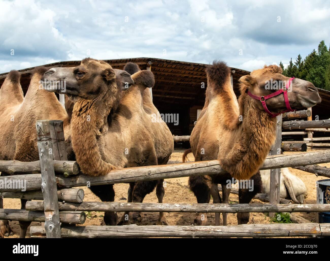 Bactrian camel in the open-air zoo paddock Stock Photo - Alamy