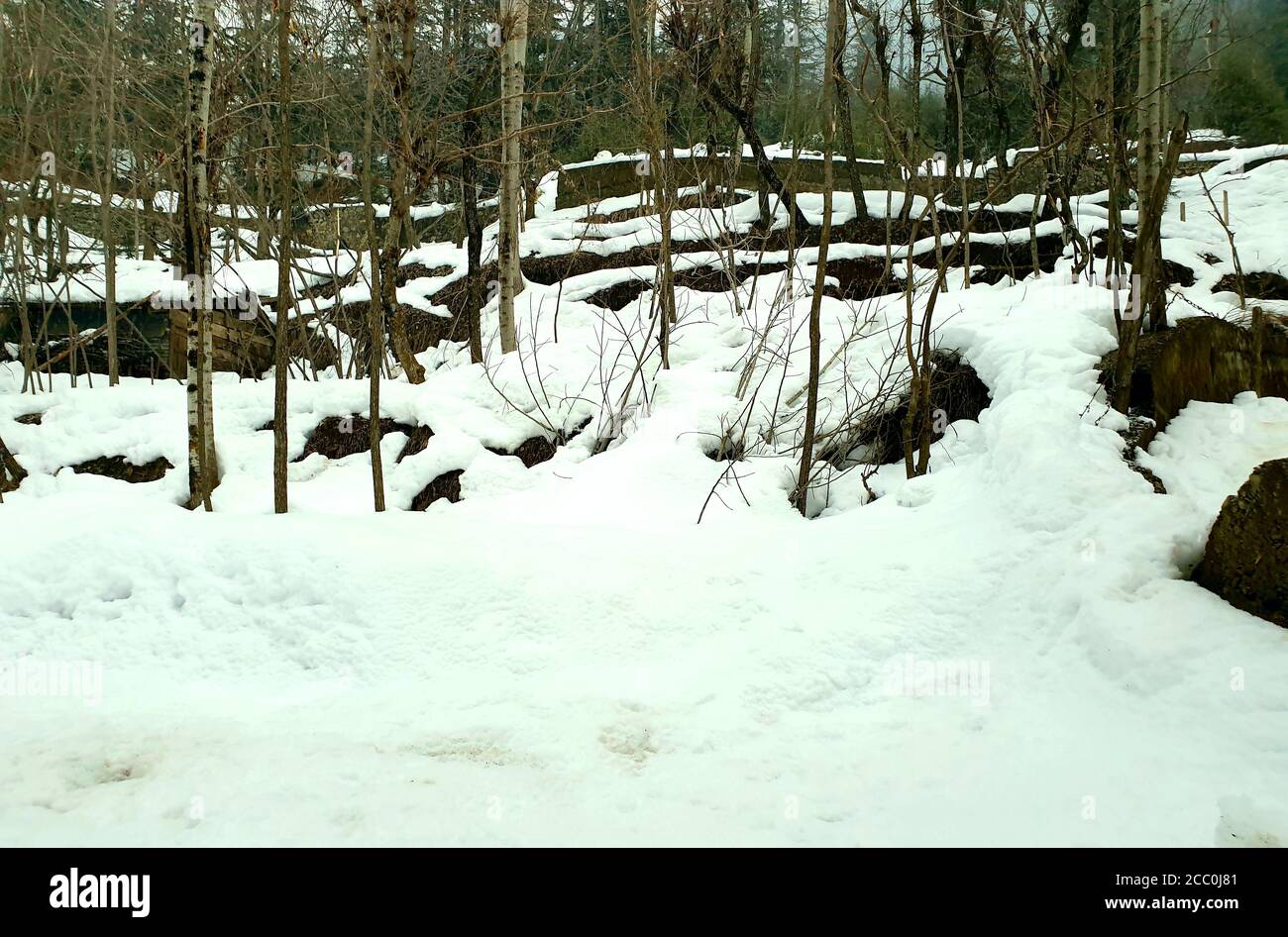 Whole tree in snow white hi-res stock photography and images - Alamy