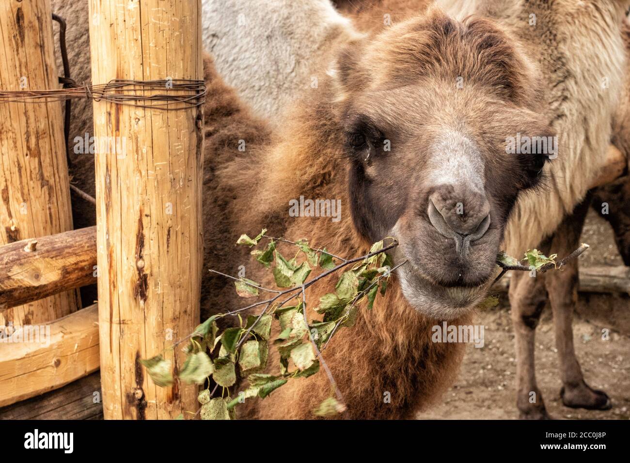 Bactrian camel in the open-air zoo paddock Stock Photo - Alamy