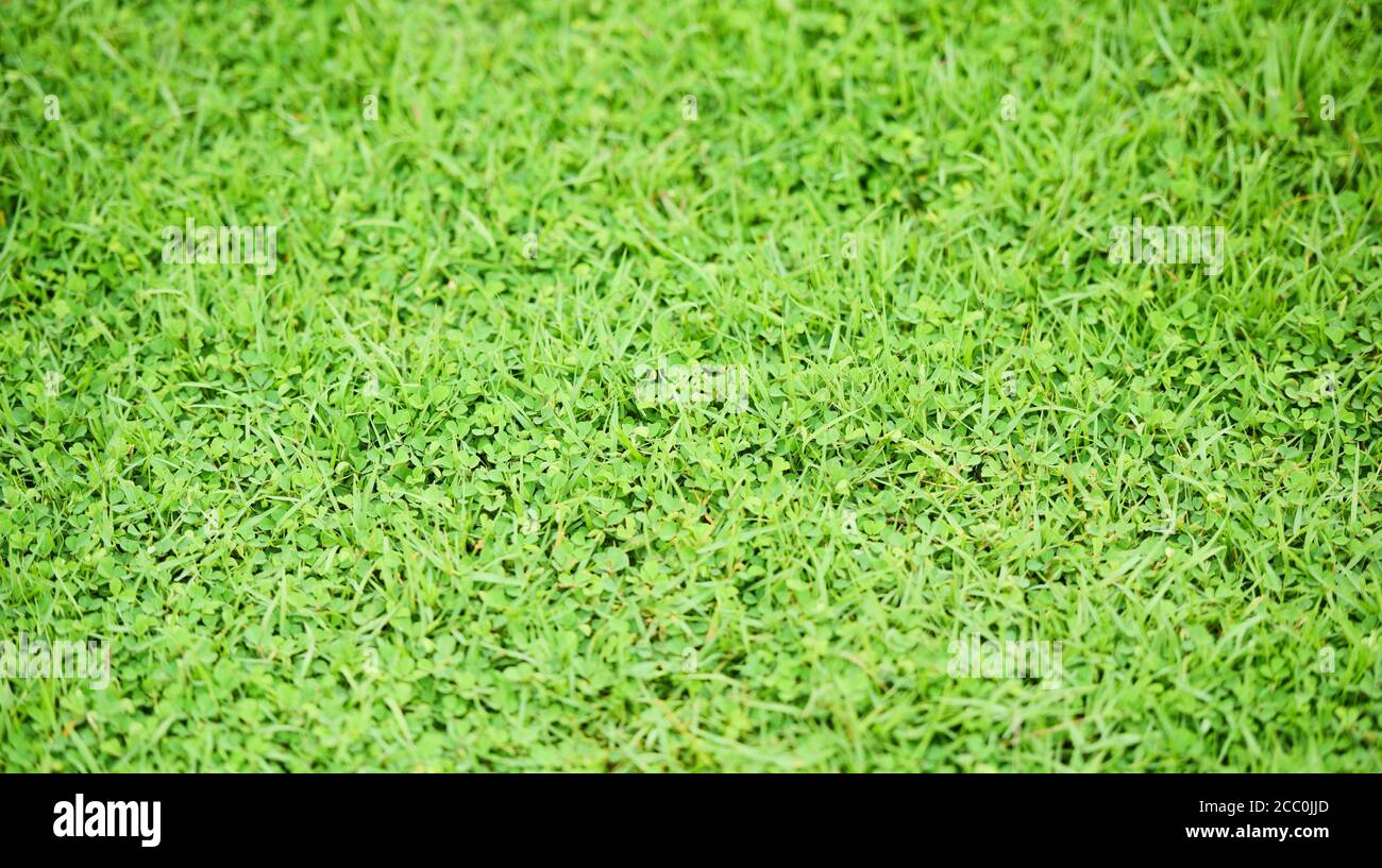 Grass background lawn pattern / green grass texture , Top view Stock ...
