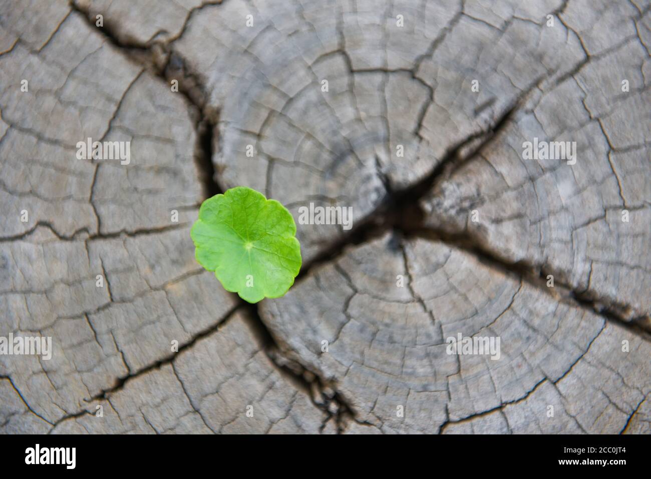 A strong seedling growing in the center trunk of cut stumps. tree ...
