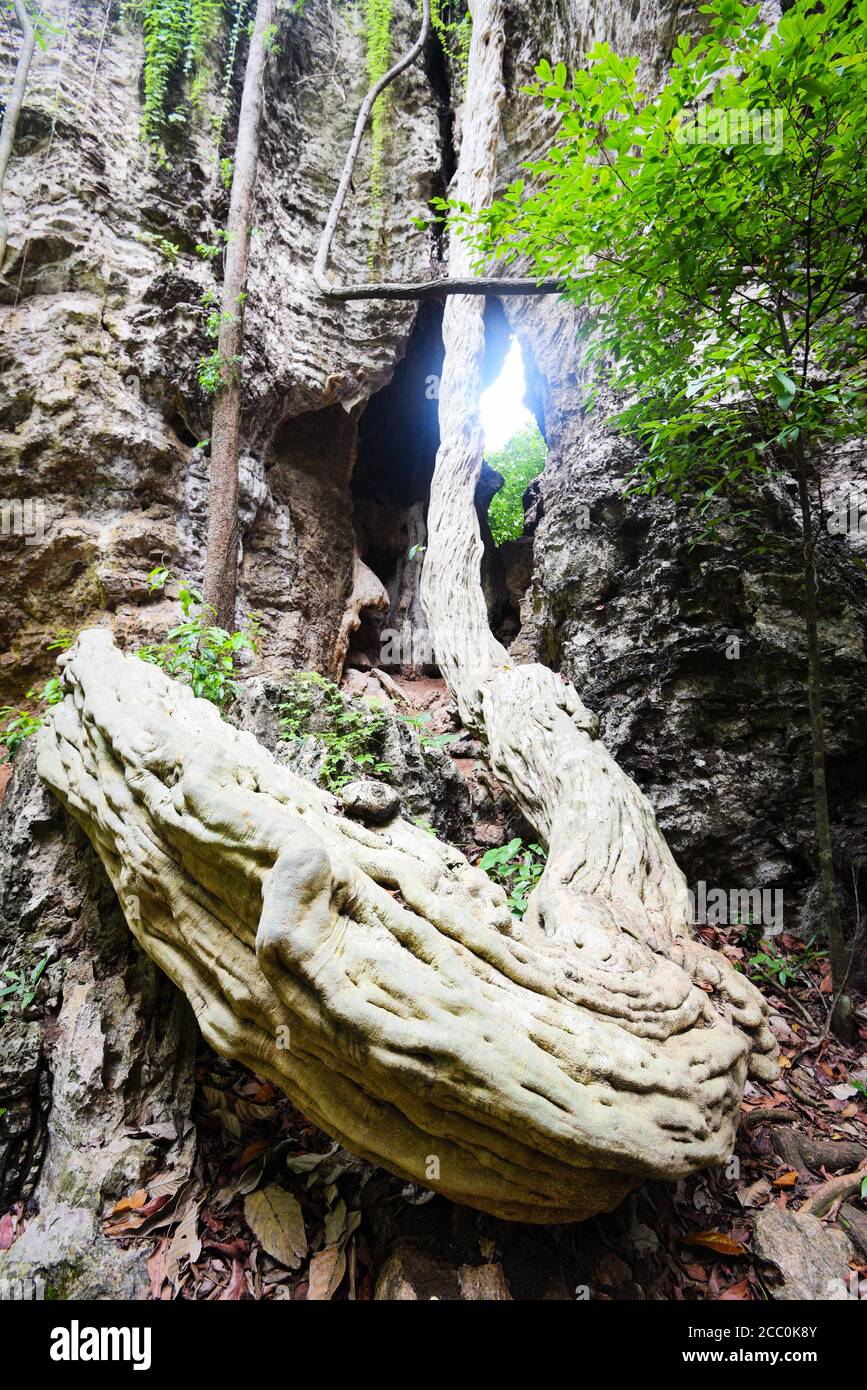 Beautiful Vine forest / green plant growing on the rock with tree , old ...