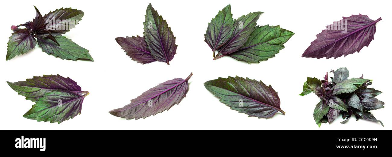 Purple Basil leaves on a white background Stock Photo - Alamy