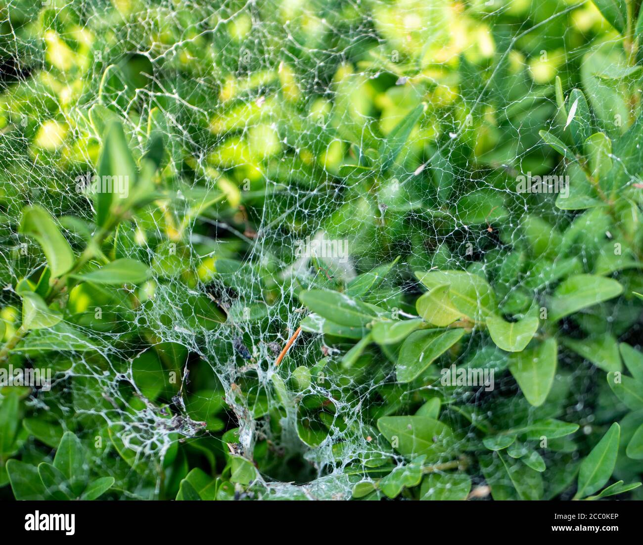 Bux tree hi-res stock photography and images - Alamy
