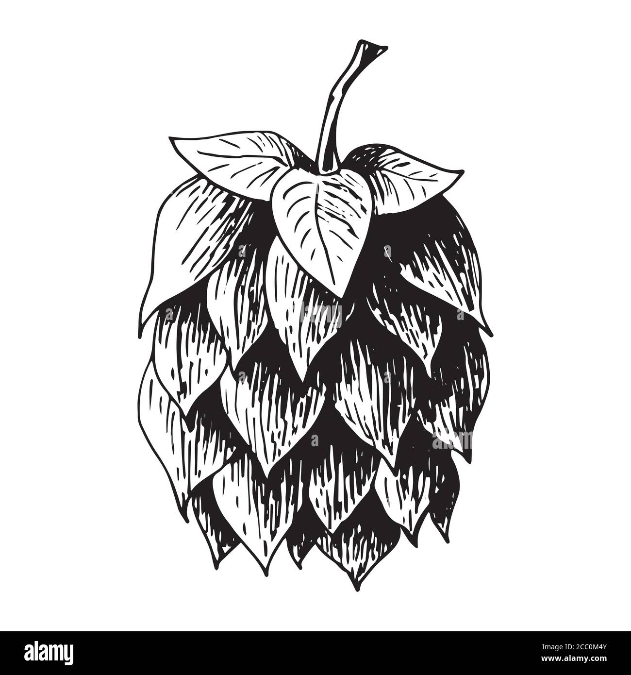 Hop Cone High Resolution Stock Photography and Images - Alamy