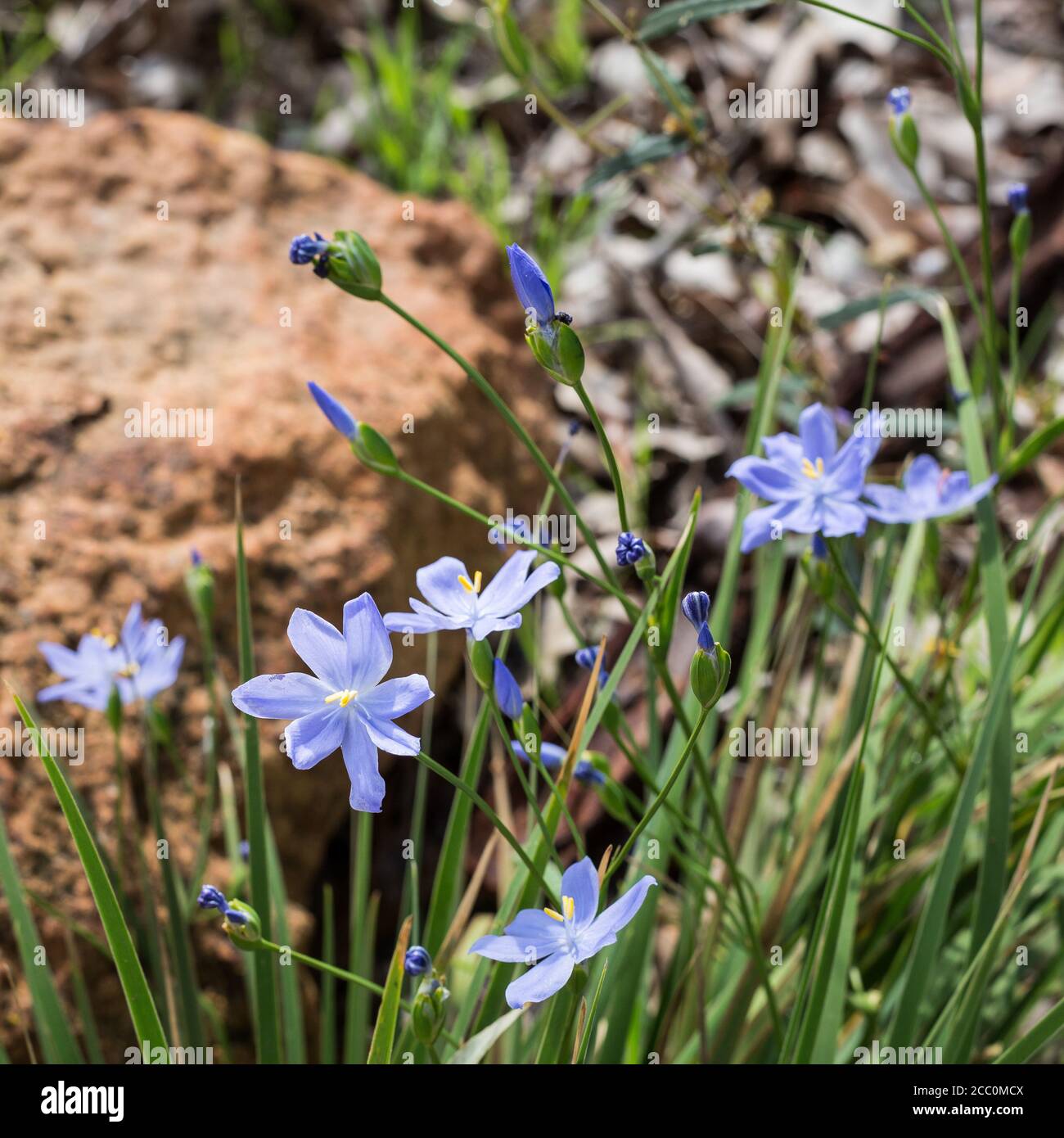 Purple iris in the grass hi-res stock photography and images - Alamy