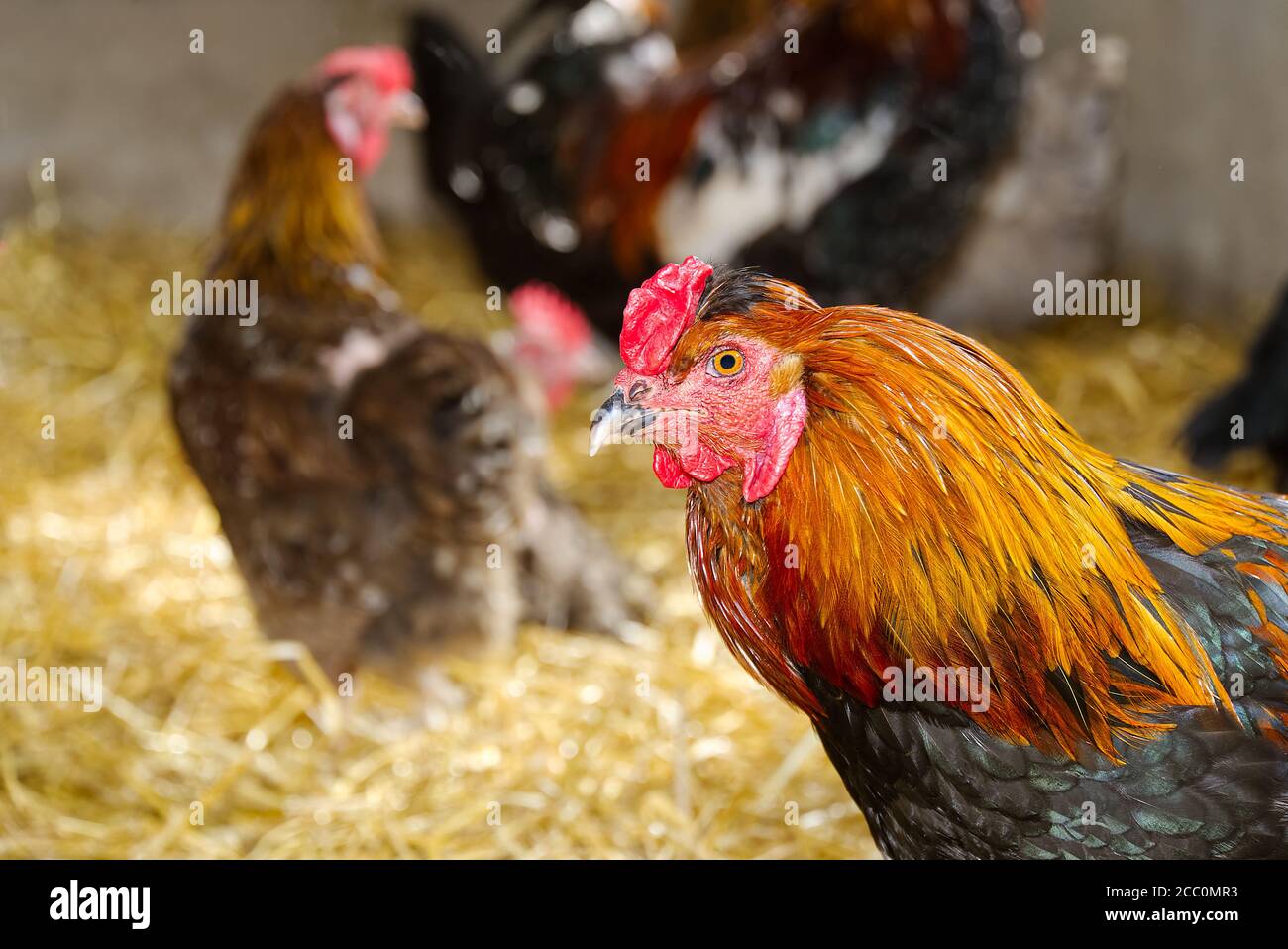 Closeup head portrait of a male chicken or rooster with beautiful ...
