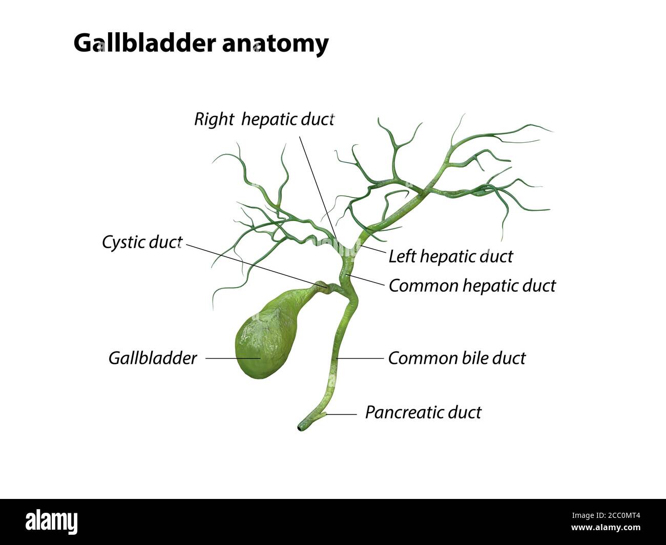 gallbladder anatomy isolated on white background, pain, 3D rendering ...