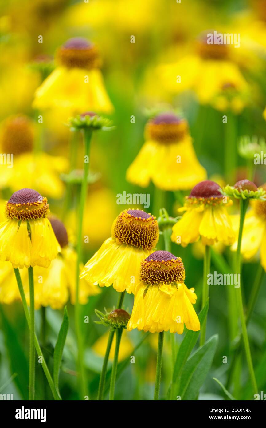 Daisy-like flowers of Helenium 'Wesergold'. Sneezeweed 'Wesergold ...