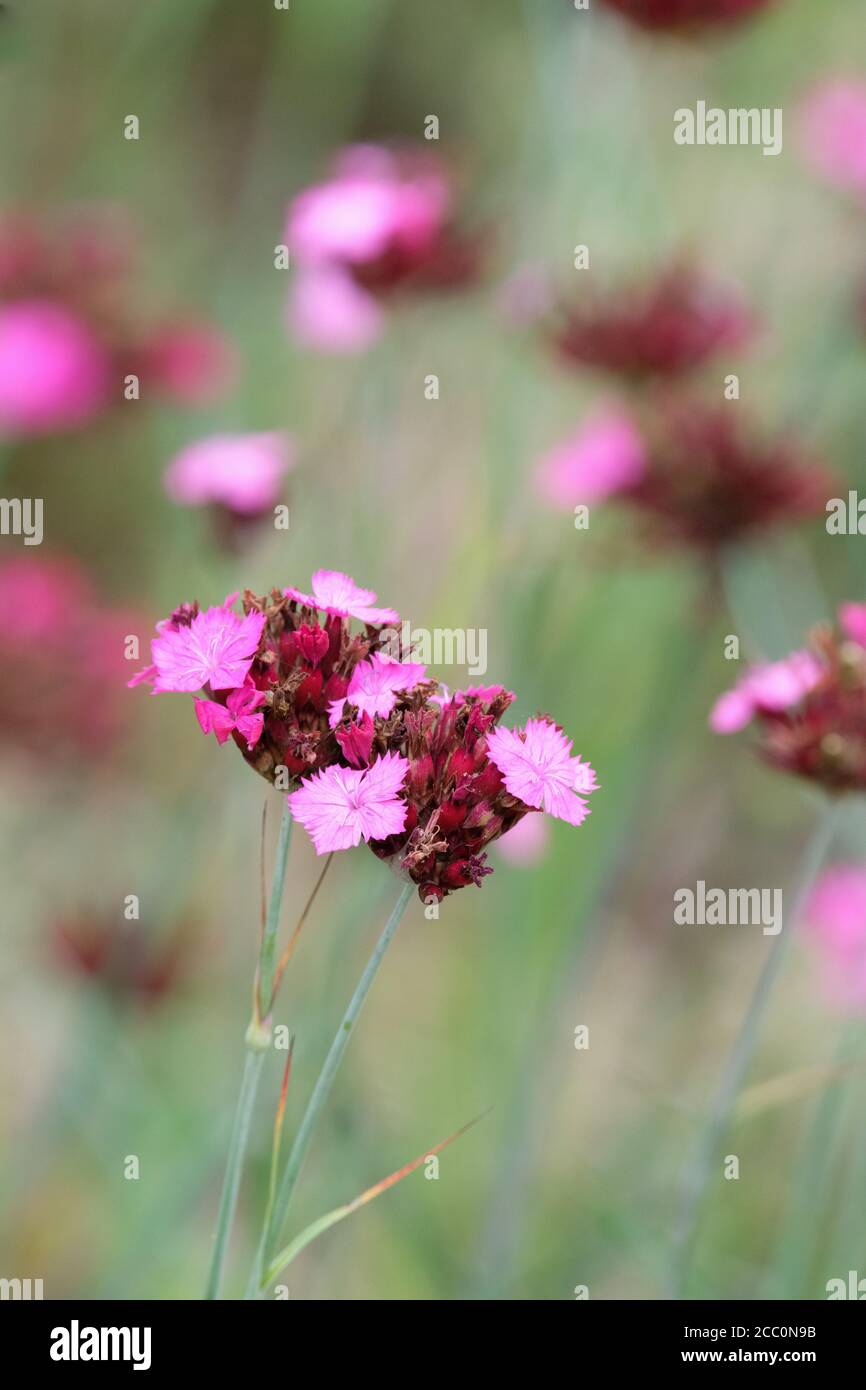 Dianthus carthusianorum (german pink) hi-res stock photography and ...