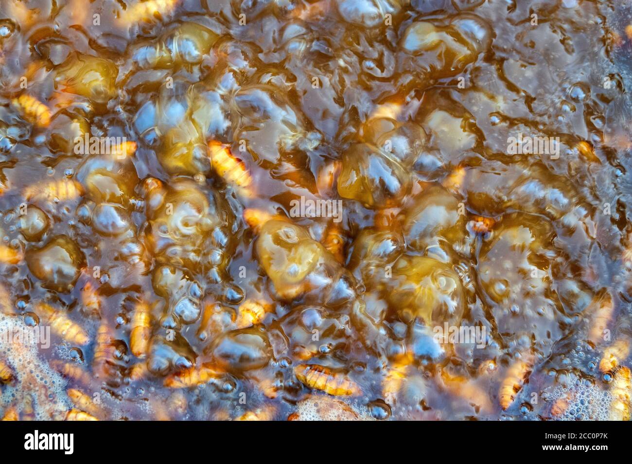 Boiled Silkworm pupae used to prepare the traditional Korean street ...