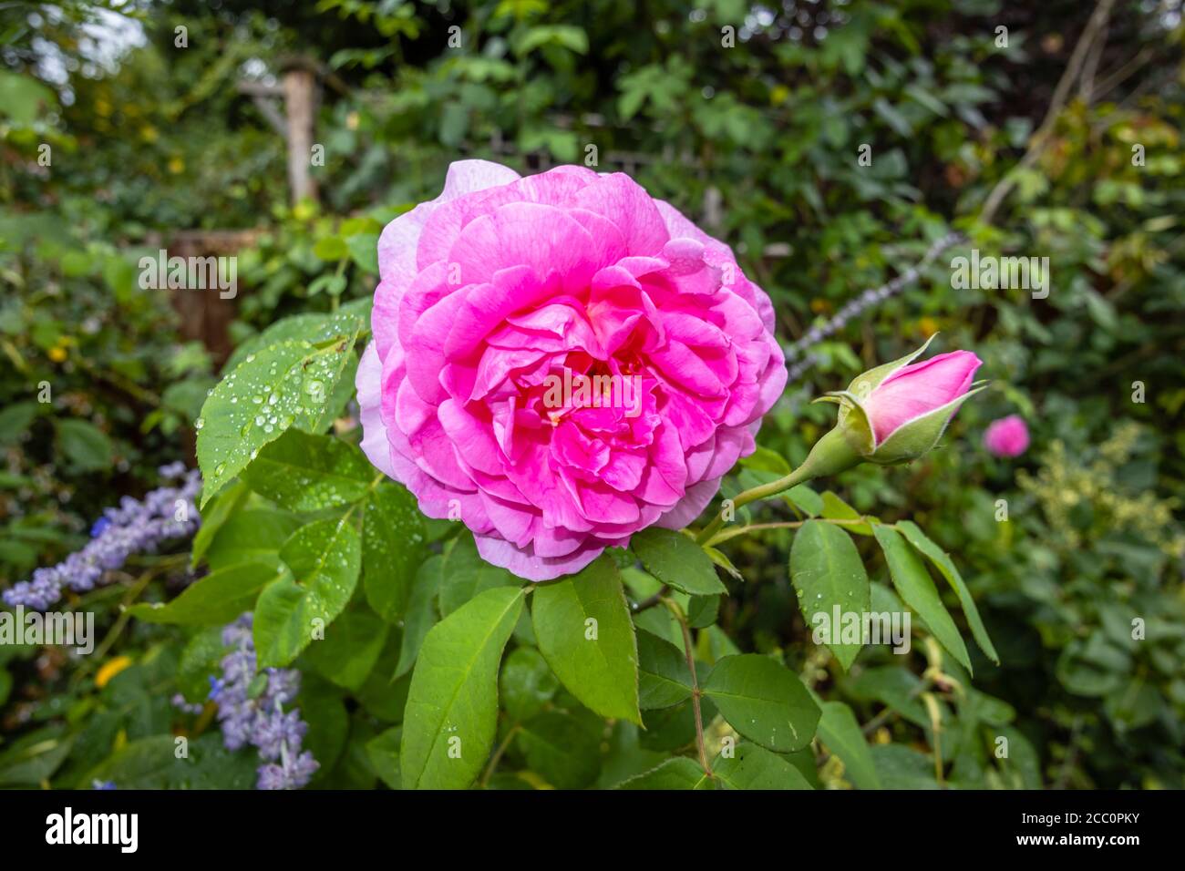Close up view of a pink david austin hi-res stock photography and ...