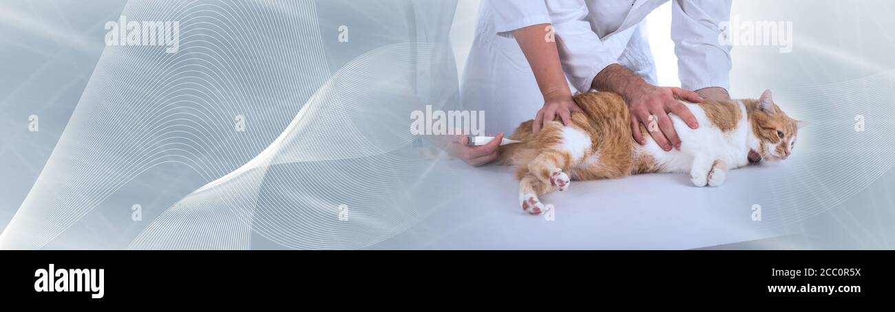 Veterinarian taking the temperature of a cat; panoramic banner Stock ...