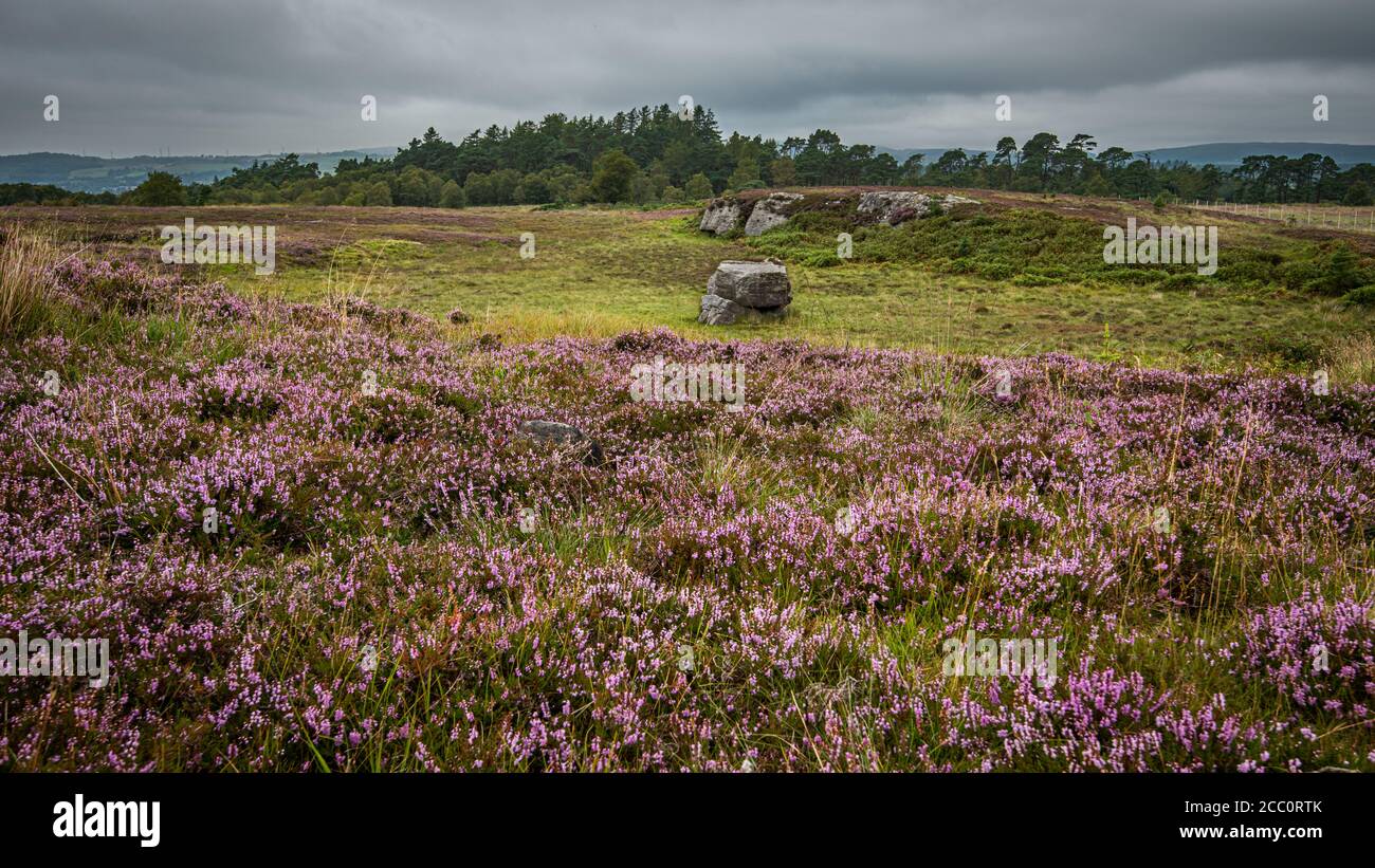 Craigmaddie muir hi-res stock photography and images - Alamy