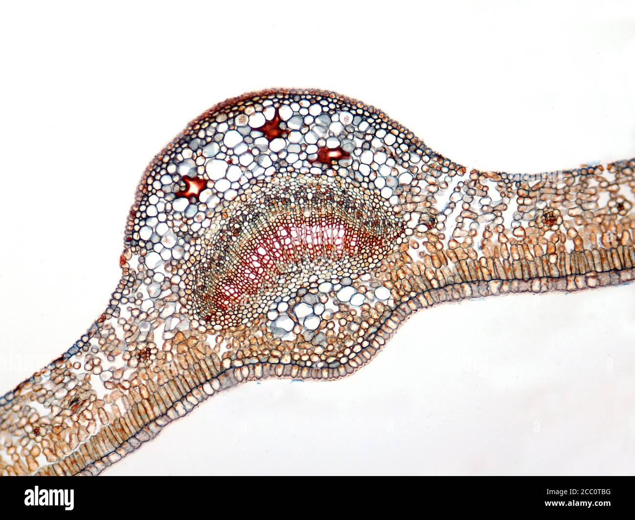 Cross section leaf microscope hi-res stock photography and images - Alamy