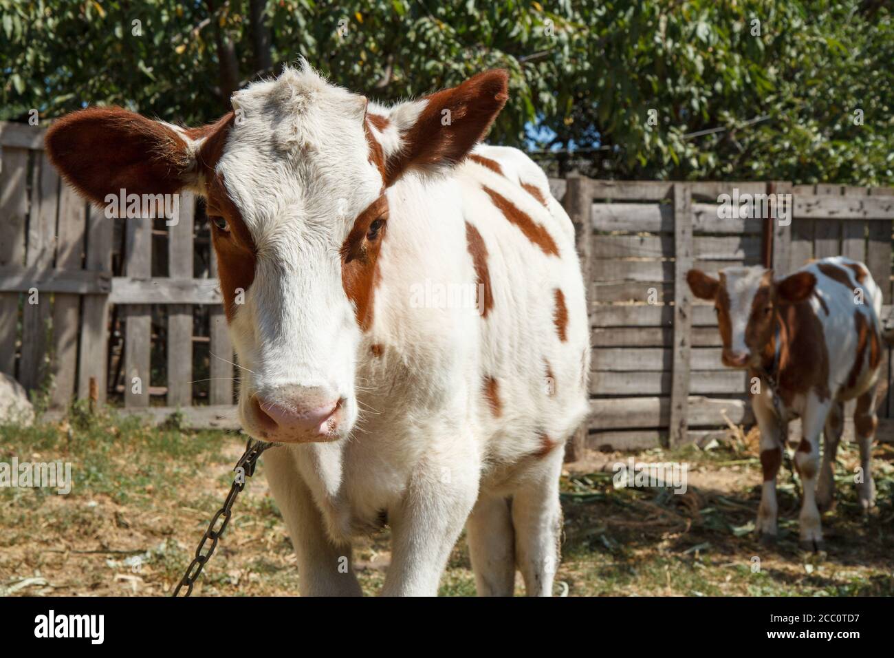 Young cow in bright sunlight with rural background. Cattle breeding ...