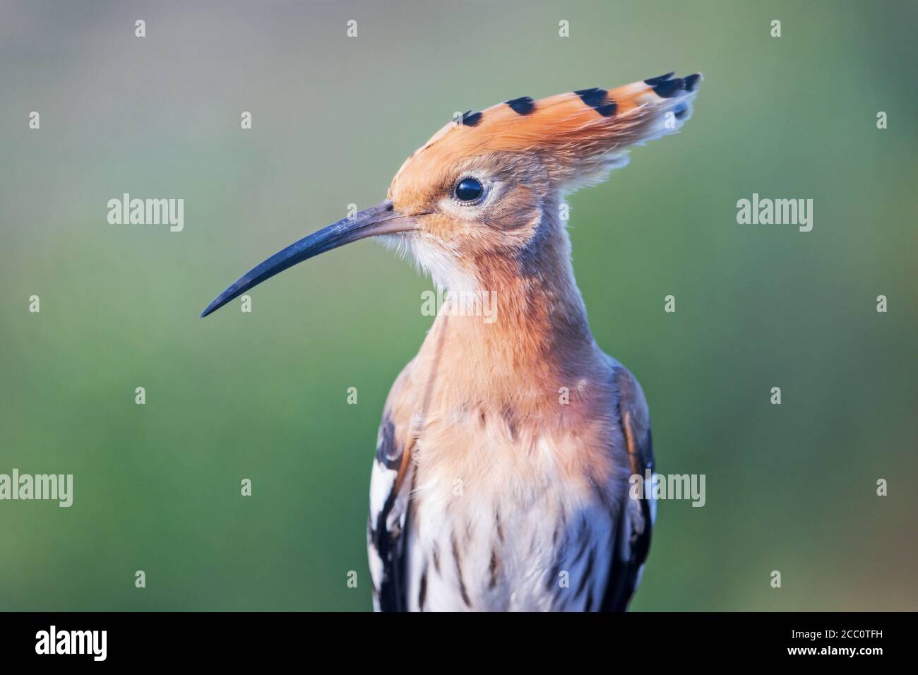 Sweeping flight hi-res stock photography and images - Alamy