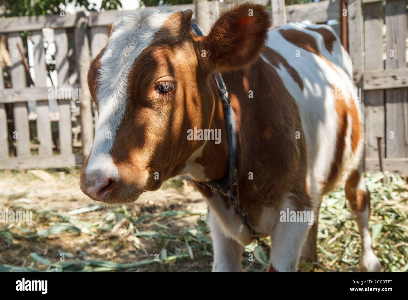 Young bull tied with an iron chain on a backdrop of a rural landscape ...