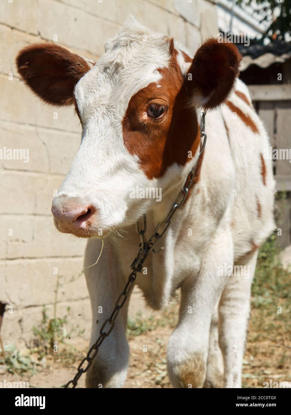 Young cow in bright sunlight with rural background. Cattle breeding ...
