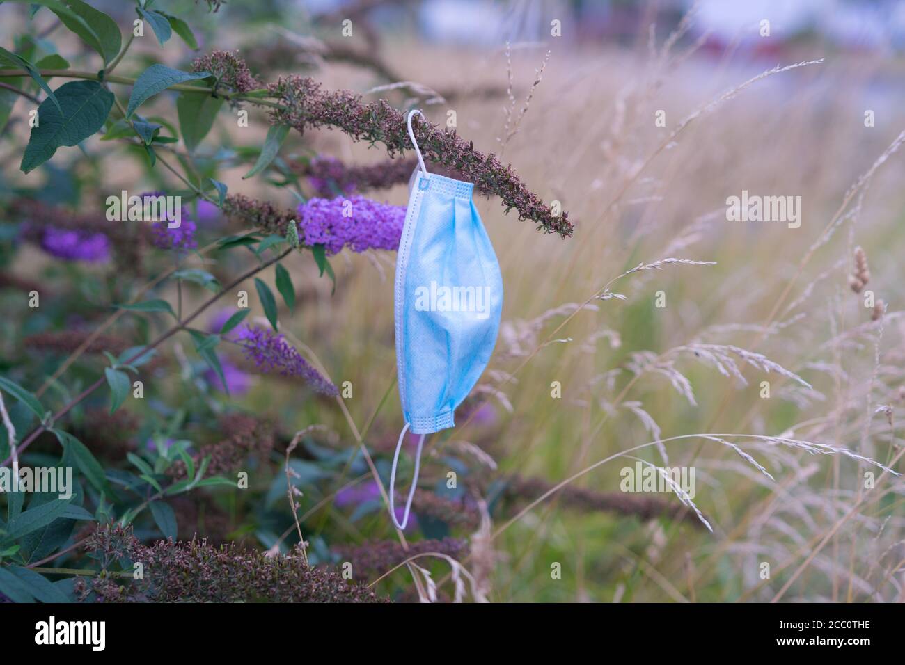 Protective face mask hanging on a Butterfly bush Stock Photo - Alamy