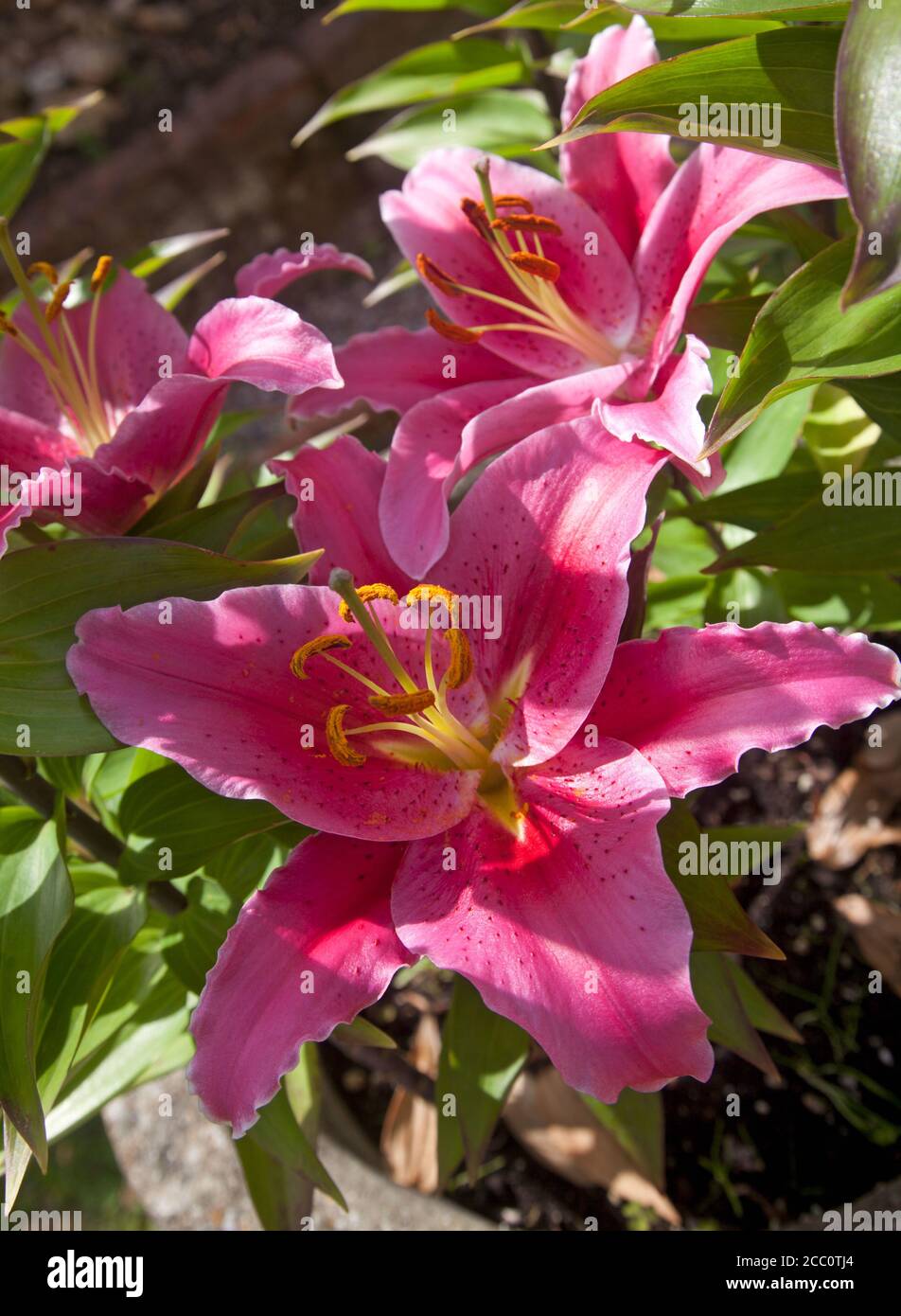 Big lilies hi-res stock photography and images - Alamy
