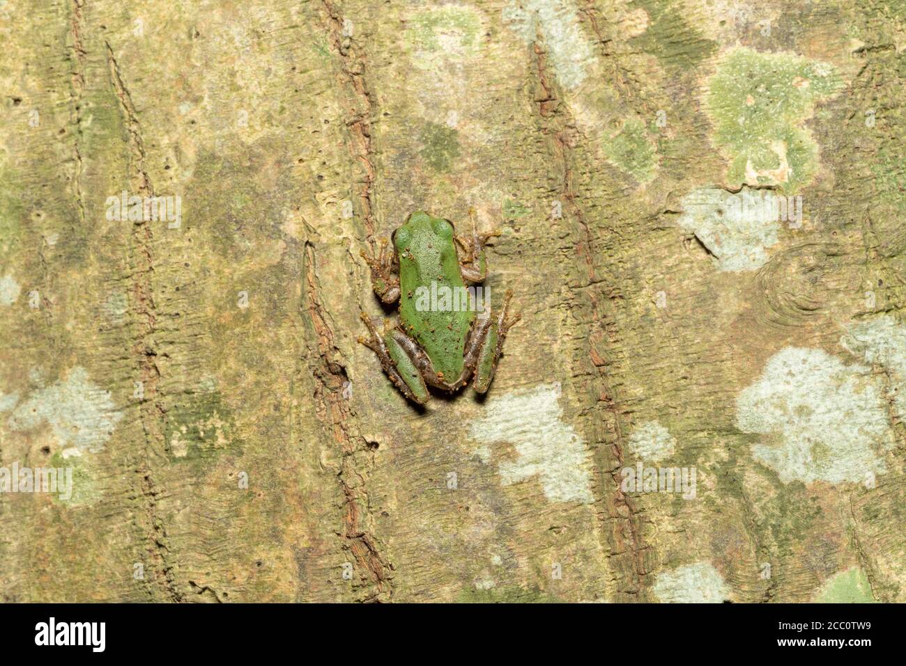 Japanese tree frog (Dryophytes japonicus), climbing on tree at night ...