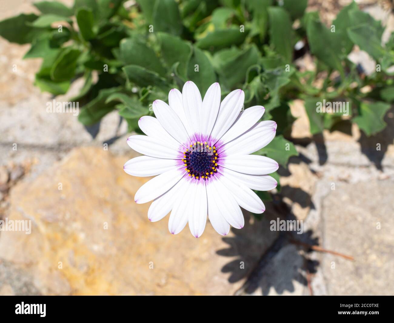 Purple eye hi-res stock photography and images - Alamy