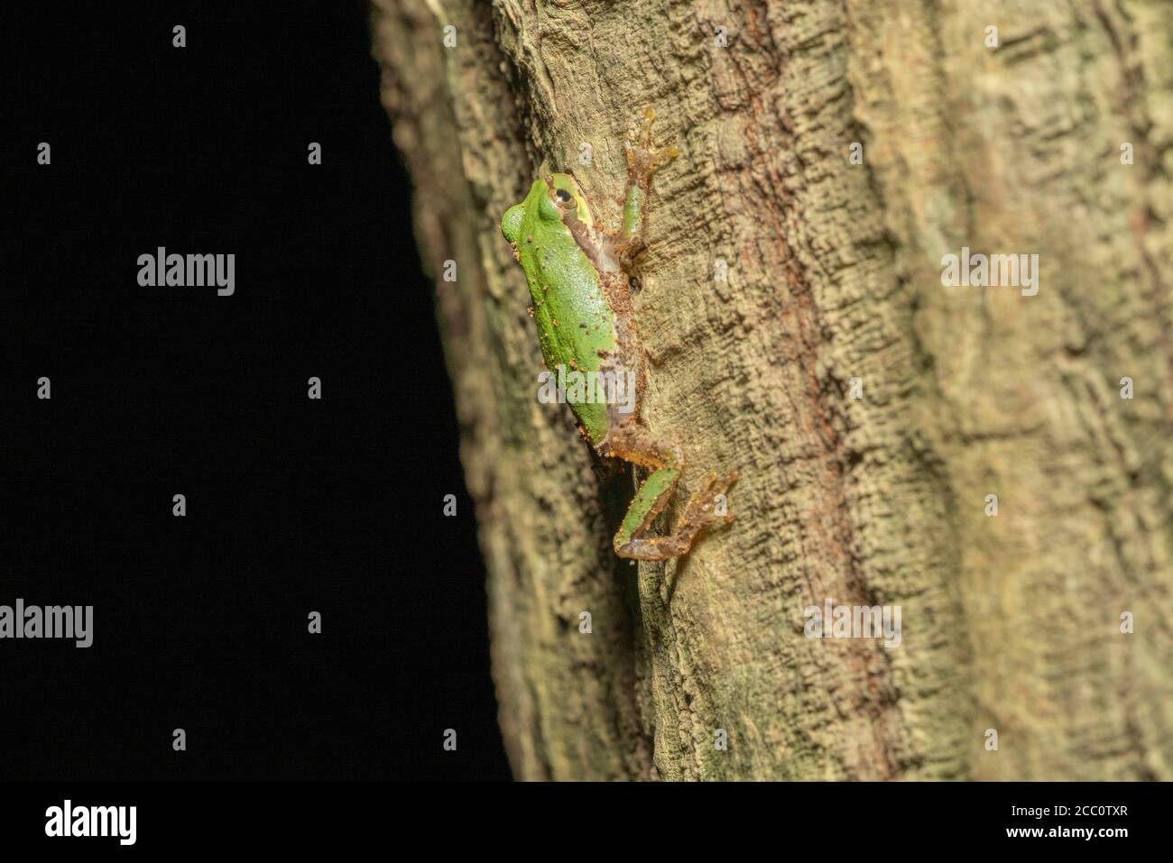 Japanese tree frog (Dryophytes japonicus), climbing on tree at night ...