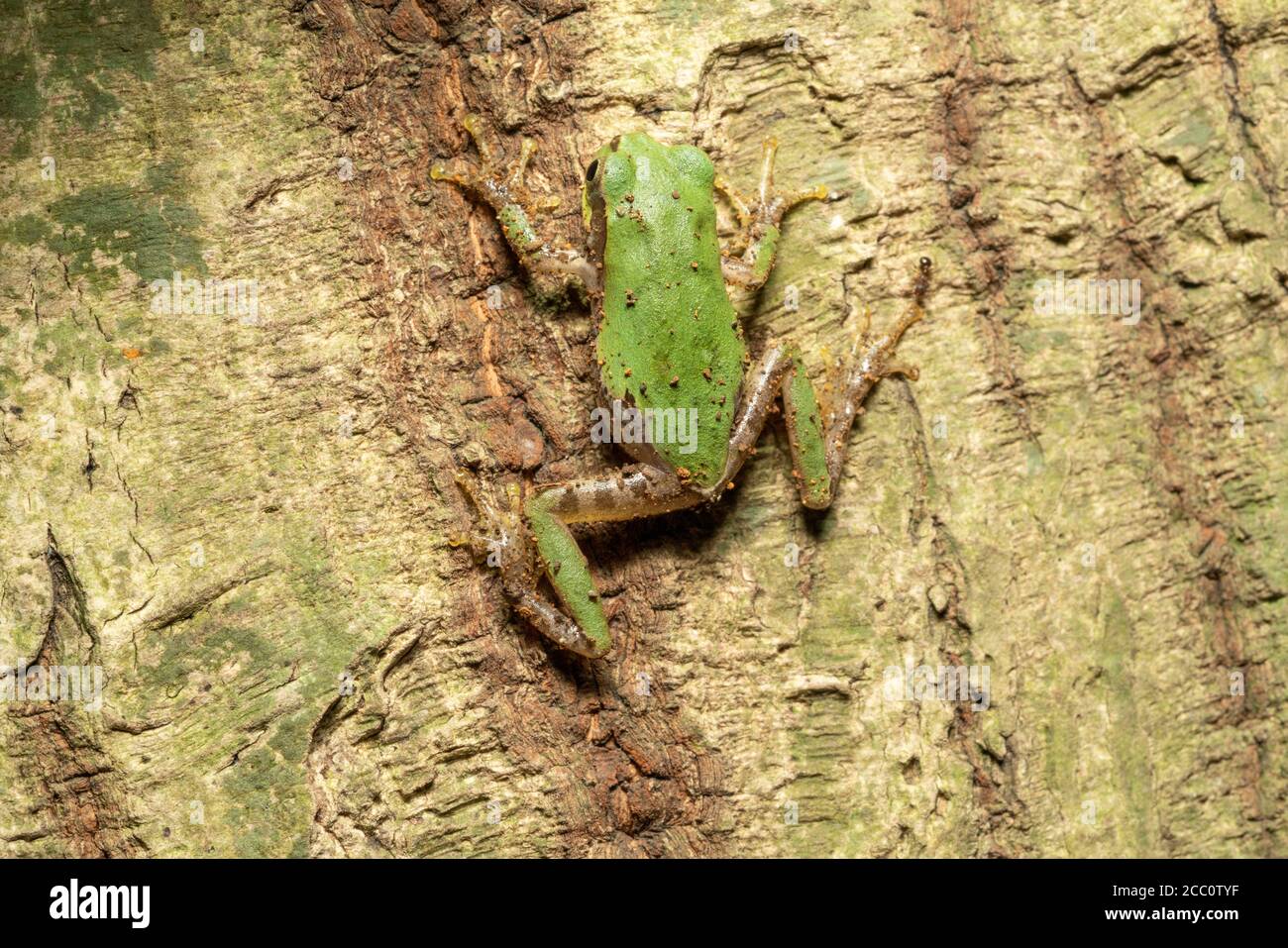 Japanese tree frog hi-res stock photography and images - Alamy