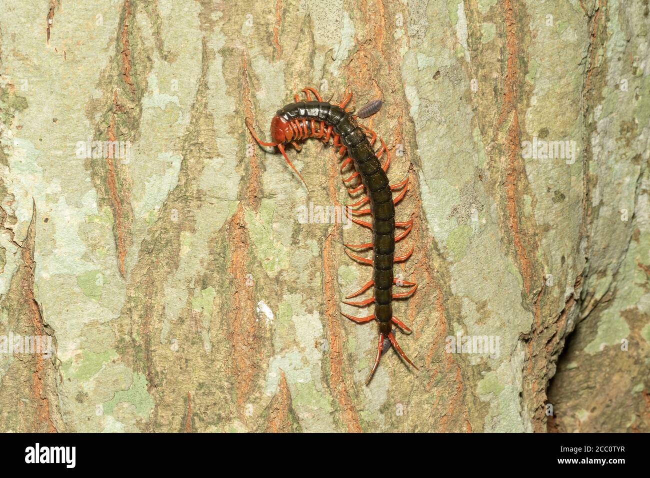 Chinese red headed centipede hi-res stock photography and images - Alamy