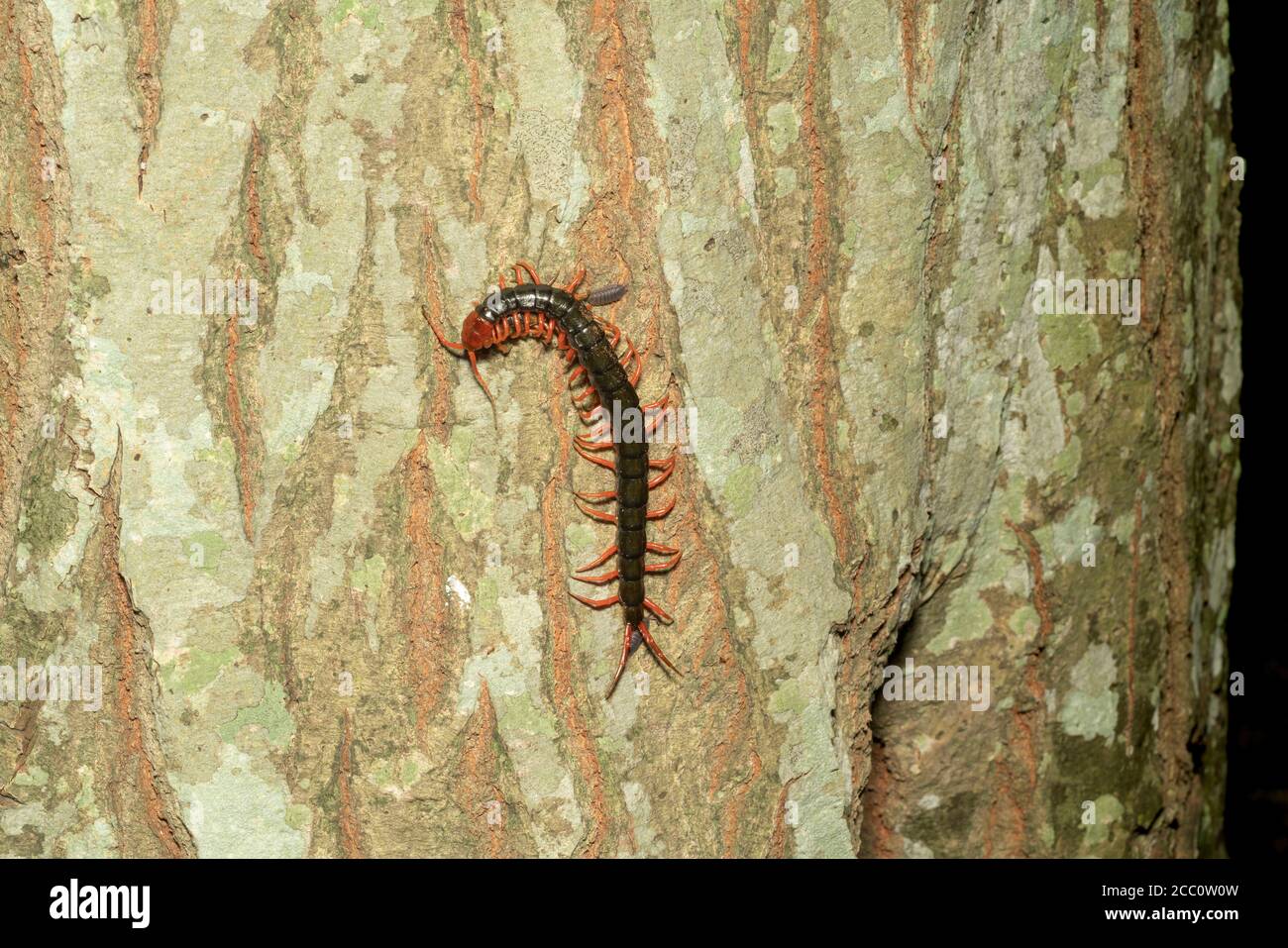Chinese red headed centipede hi-res stock photography and images - Alamy