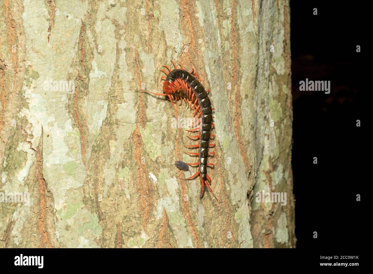 Chinese red headed centipede hi-res stock photography and images - Alamy