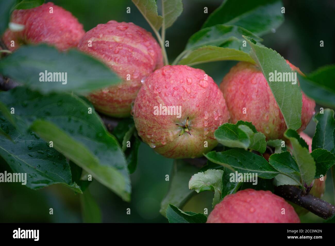 Meckenheim, Germany. 17th Aug, 2020. Apples of the Gala variety hang ...
