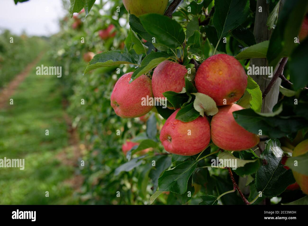 Meckenheim, Germany. 17th Aug, 2020. Apples hang from a tree on a fruit ...