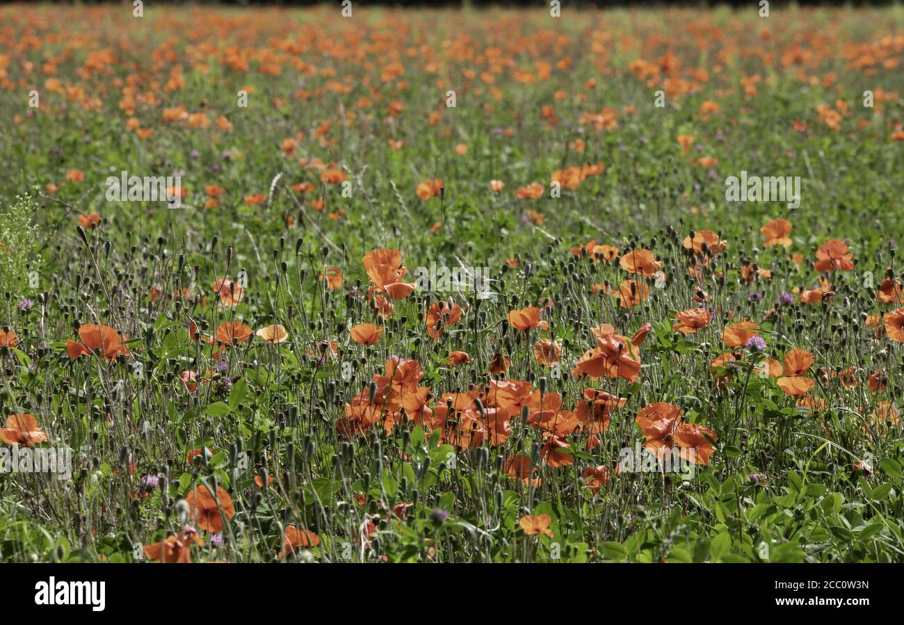Landscape shot of beautiful red poppies in a field Stock Photo - Alamy