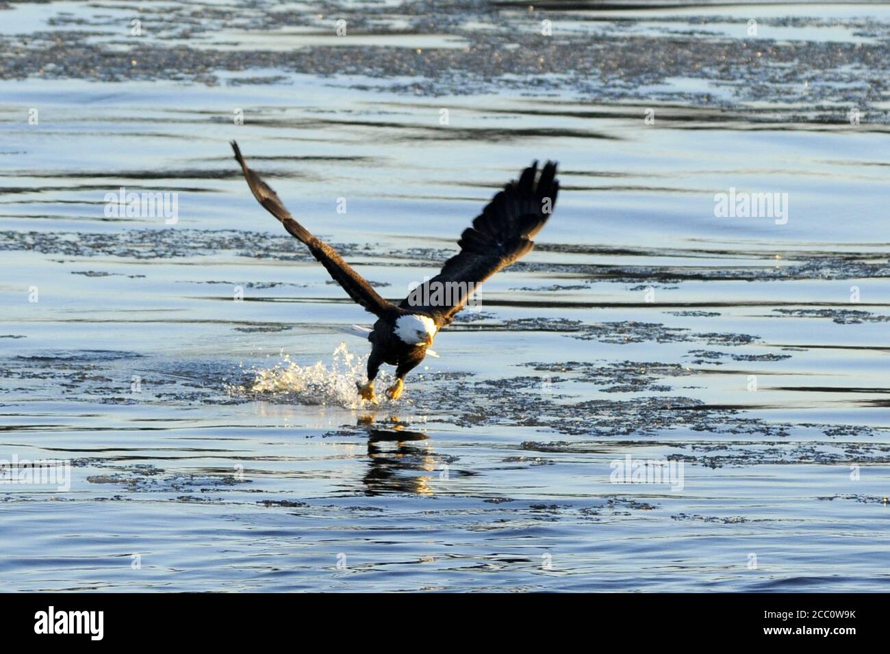 Bald Eagle grasping a fish Stock Photo - Alamy