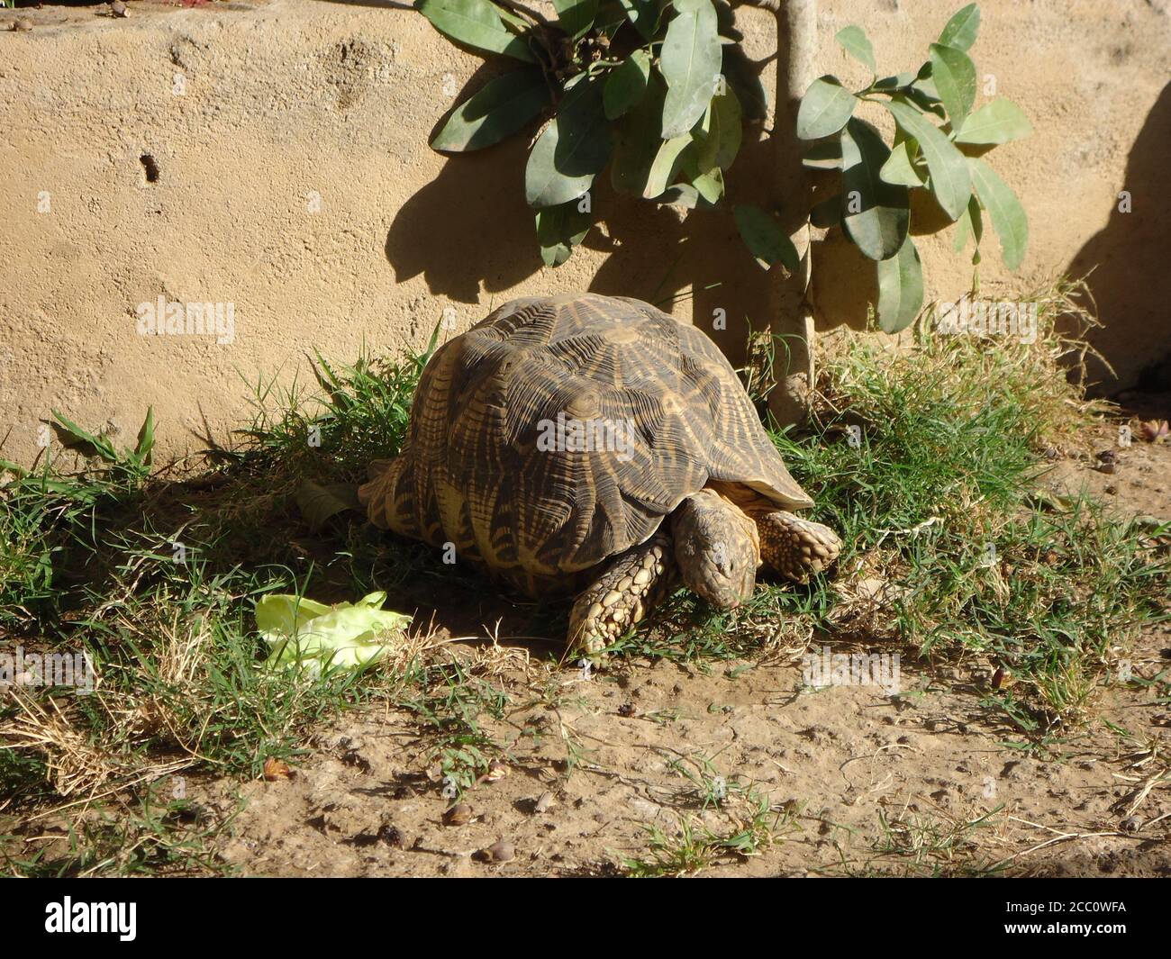 The Indian star tortoise is a threatened species of tortoise found in ...