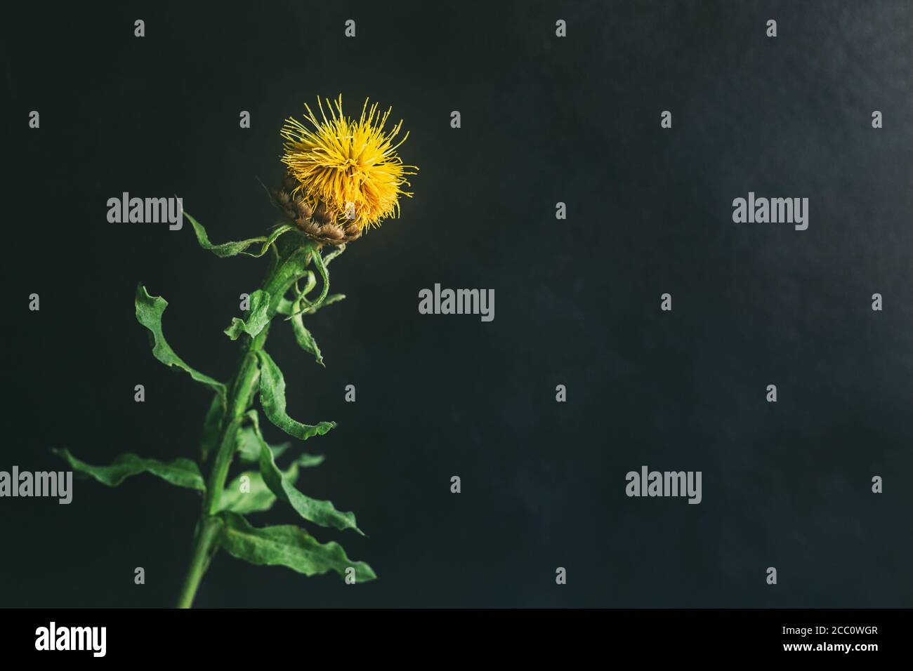 Yellow cornflower hi-res stock photography and images - Alamy