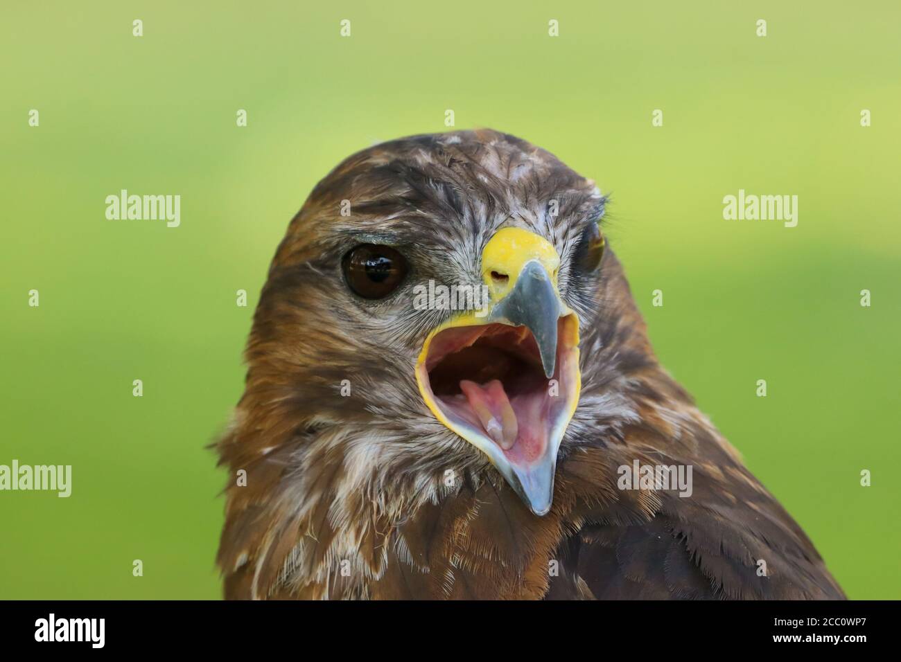 Common buzzard close up eye hi-res stock photography and images - Alamy